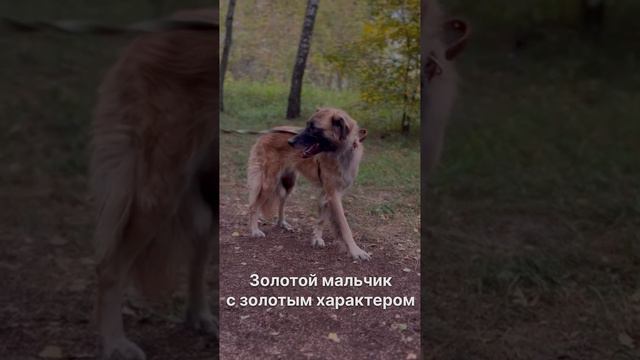 Сколько еще Тайсон будет грустить в приюте. Давайте это исправим и найдем ему дом