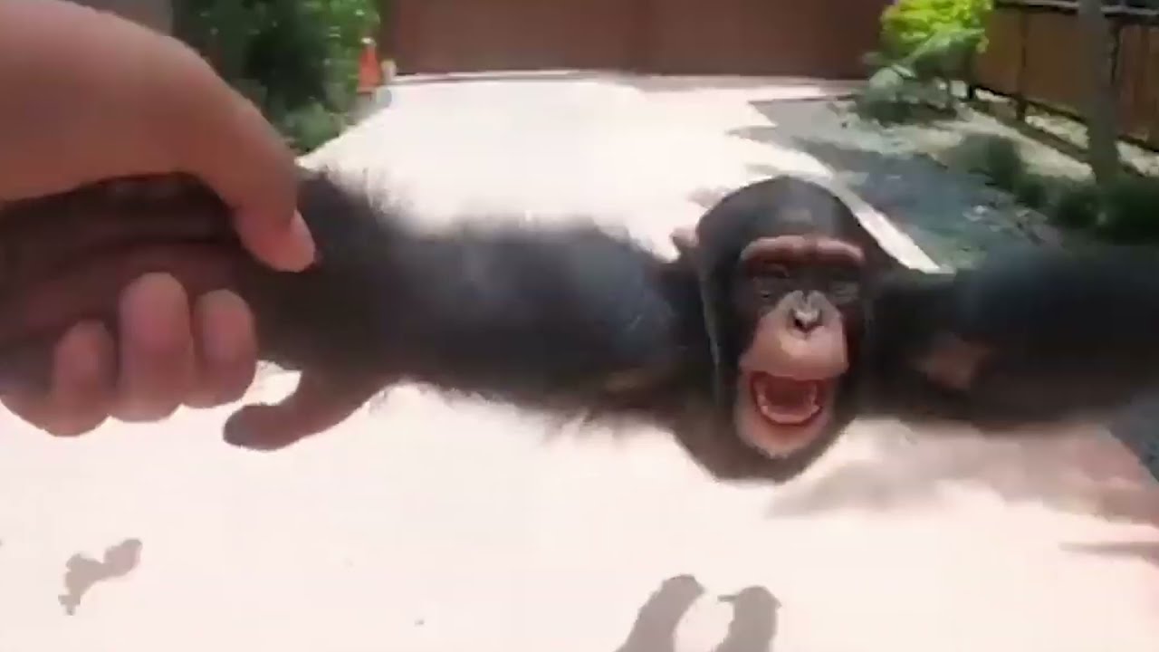 Обезьяна летает под Life could be a dream