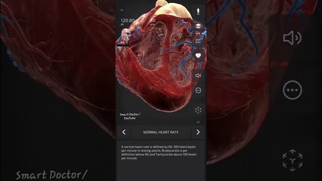 NORMAL HEART RATE ?❤?.?.mp4