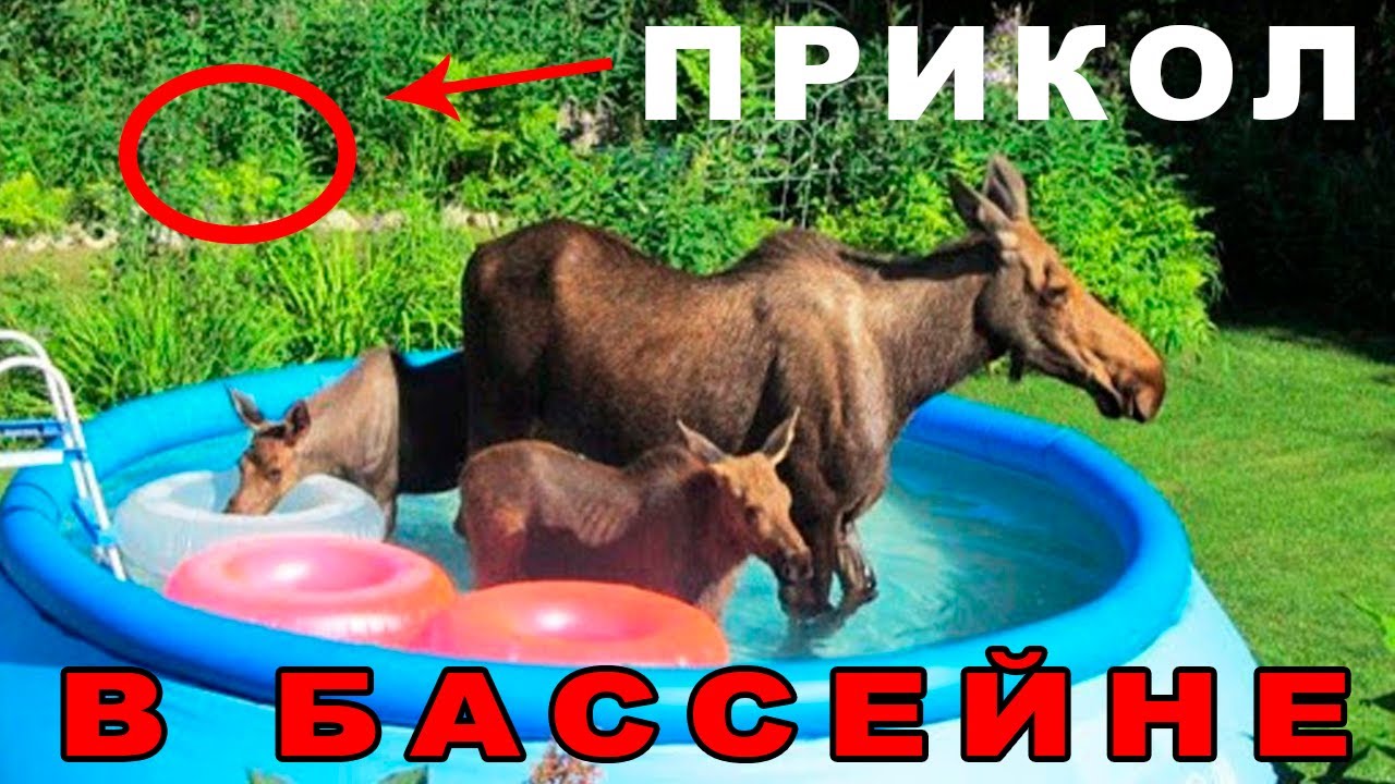 Смешные забавные животные никого не оставят равнодушным / Лучшие приколы #6