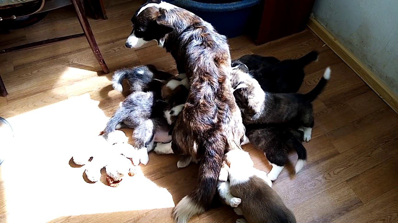 Щенки Вельш Корги Кардиган, 1 месяц и неделя,.