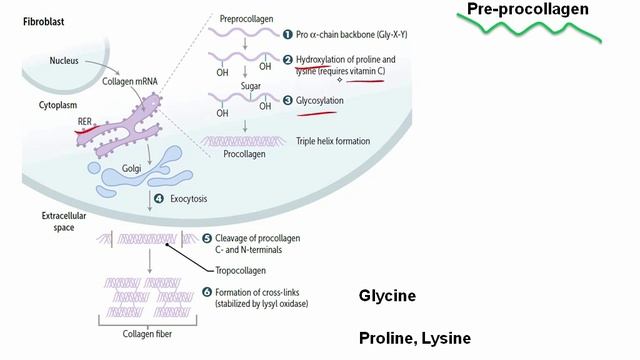 USMLE RX - 1.Биохимия - 1.Клеточная - 4.Структура и синтез коллагена