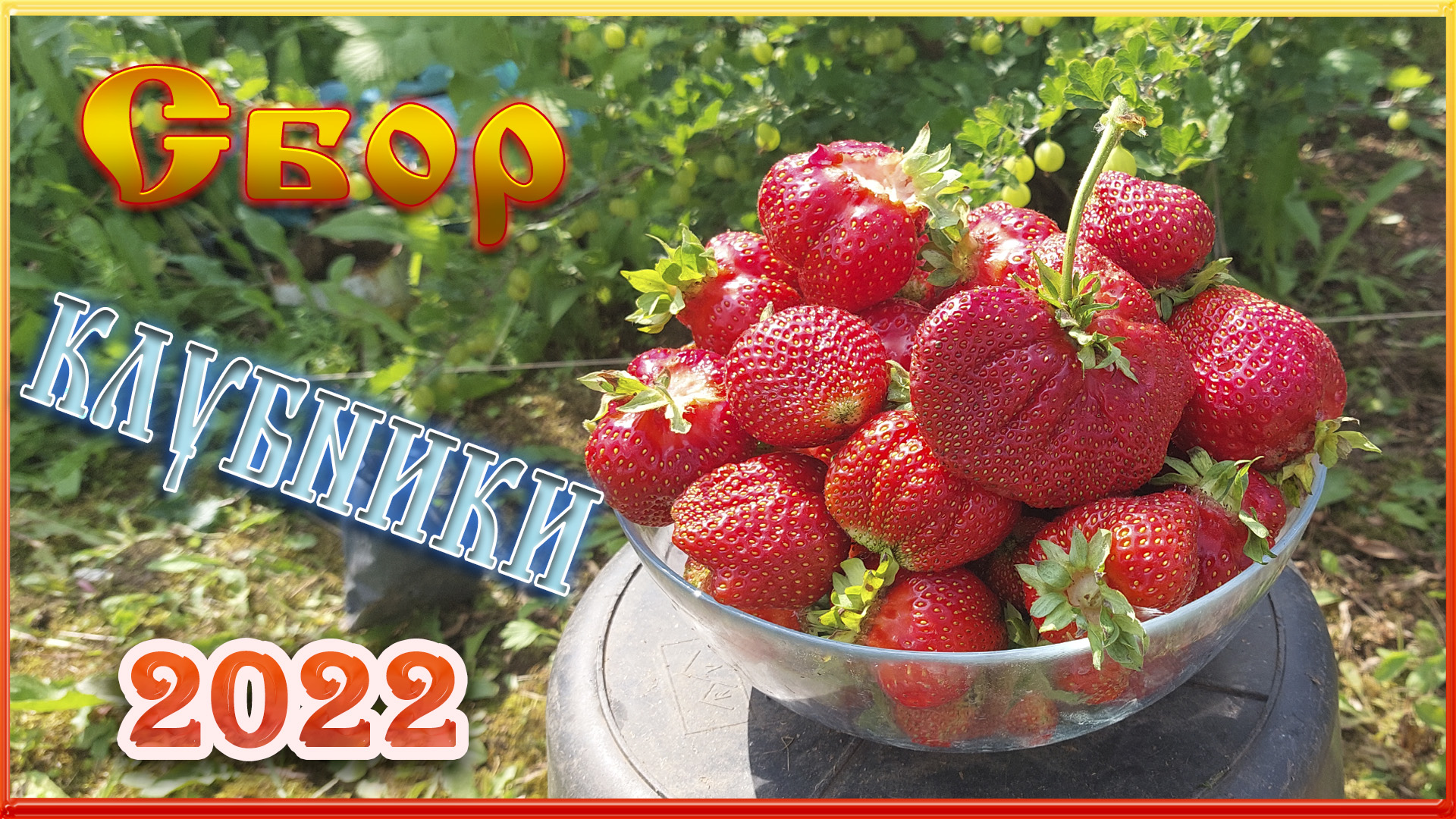 Сбор клубники 2022. Азия Радует вкусом и размером.