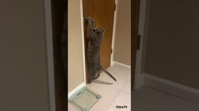 VID_20221219_225255_811.mp4