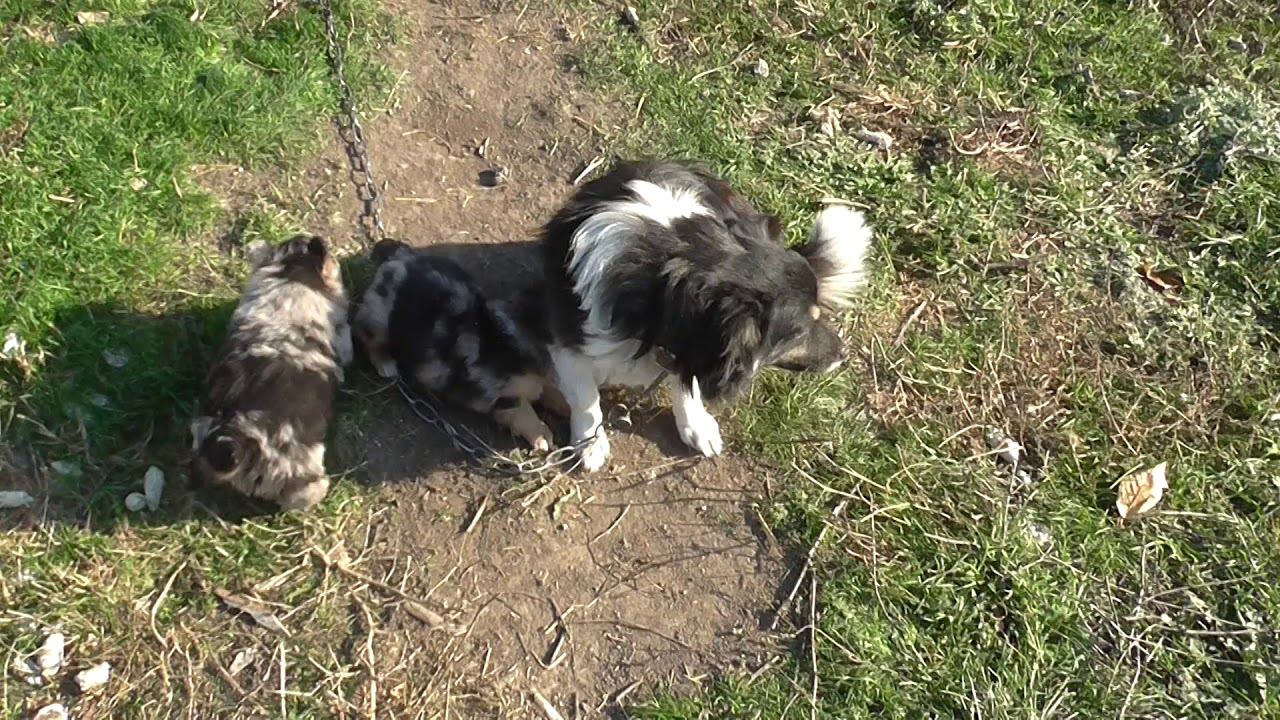 Щенки Акулины. Серия 3 - Прогулка