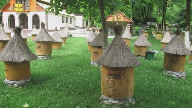 Пасека в Абхазии