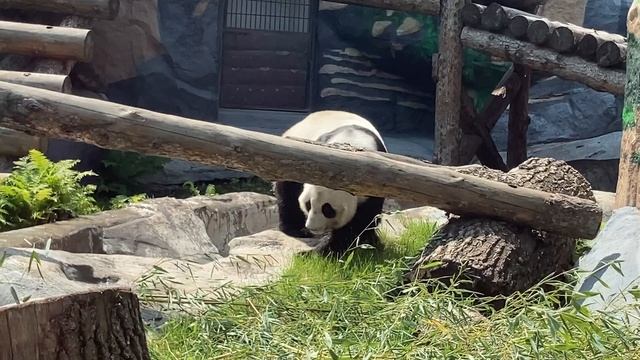 #московскийзоопарк Гуляли Милая #панда 06-06-2023