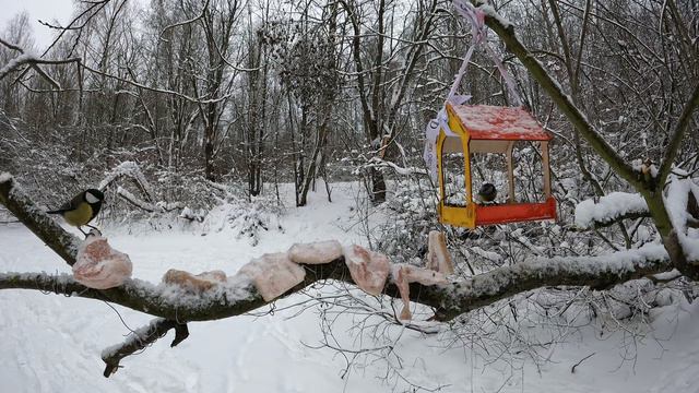 Санкт-Петербург Птицы Сало  или Семки Семейство синицевых в Южно-Приморском парке