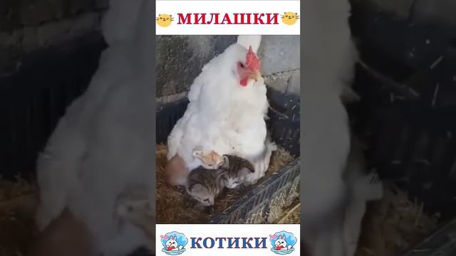 Смешные животные | Усатые цыплята:))#shorts