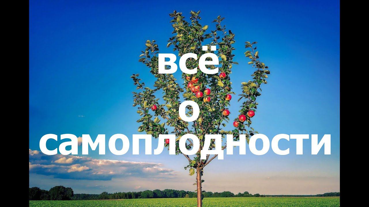 ВАЖНО! САМОПЛОДНОСТЬ плодовых деревьев! Почему цветёт и не плодоносит!