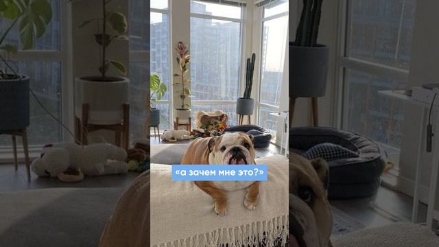 Идеальная маленькая порода для квартирв🧐 #клипы #дрессировкасобак #кинолог #собака #АннаТимофеева