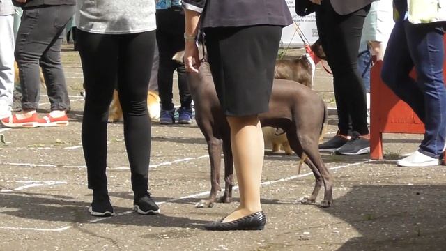 Ксолоитцкуинтли, выставка собак в Великом Новгороде 19 июня 2022