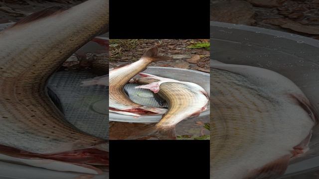 поймали немного рыбы))))