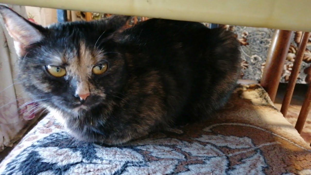 Деревенские частушки