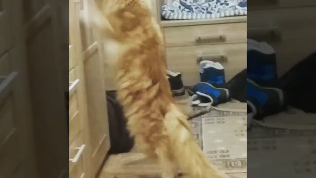 Maine -coon Boston!)))