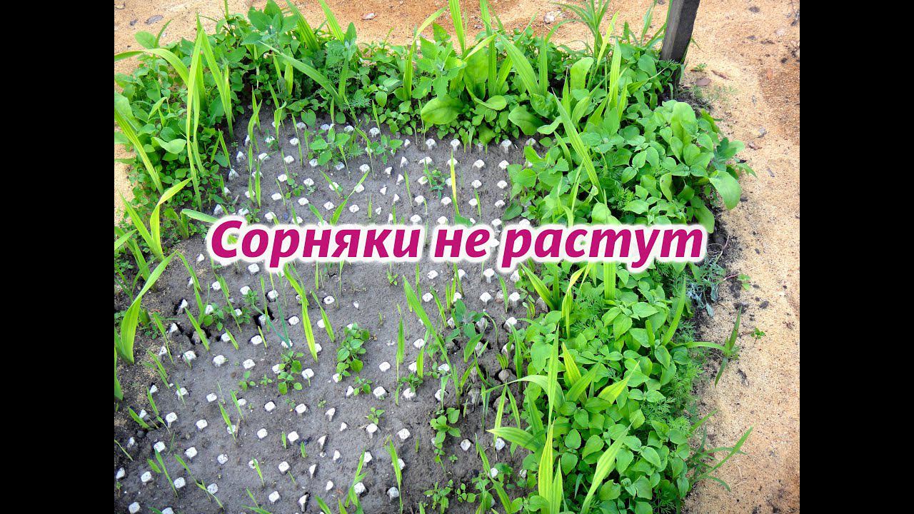 Итог - Посадка деток гладиолусов в ячейках, Японский пион - 18 июня 2019 - Сибирь