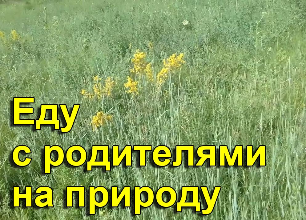 Еду с родителями на природу. Луговые цветы очень красивые