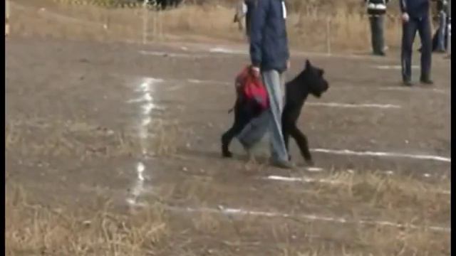 Шигаев Роман и ризеншнауцер Банзай. ОКД. 1 место. Соревнования по дрессировке. Самара, 17.10.2010.