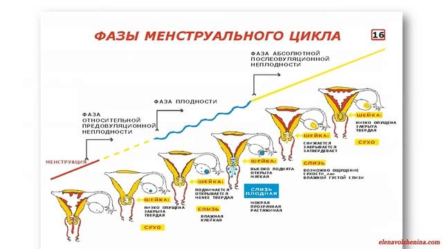 СимптоТермальный Метод Распознавания Плодности (СТМРП, СТ-метод) - Урок2, Часть2.