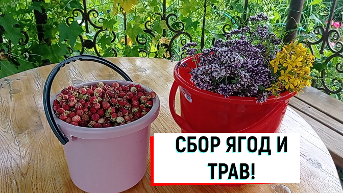 #сбор СБОР ЯГОД И ТРАВ! #ягоды#травы#сбор_ягод_и_трав#природа_Башкирии#лес#поле#живу_в_селе#матрешка