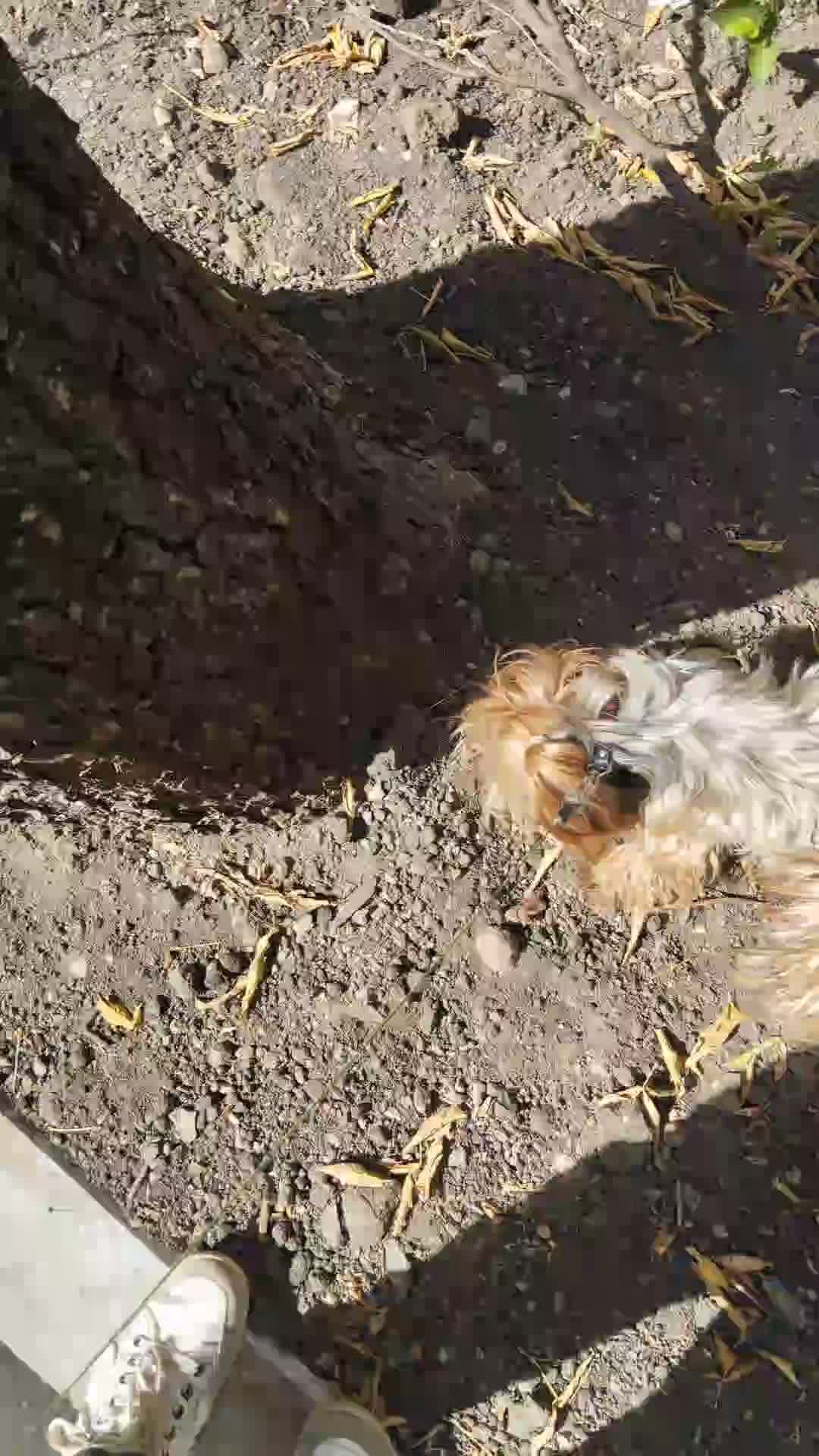 Прогулки с собаками, 11-сен-2024, 4