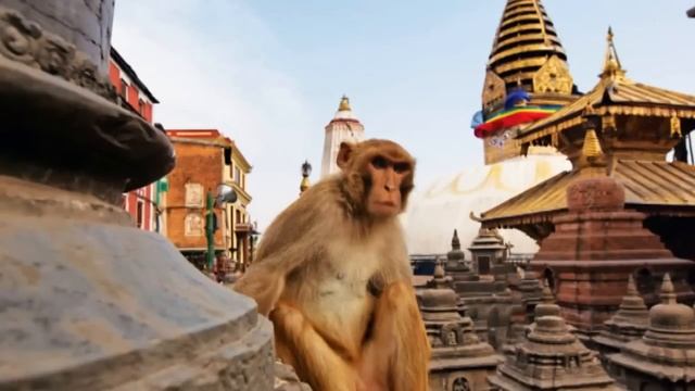 Peace Therapy Music Mix - Melodic Chill Out