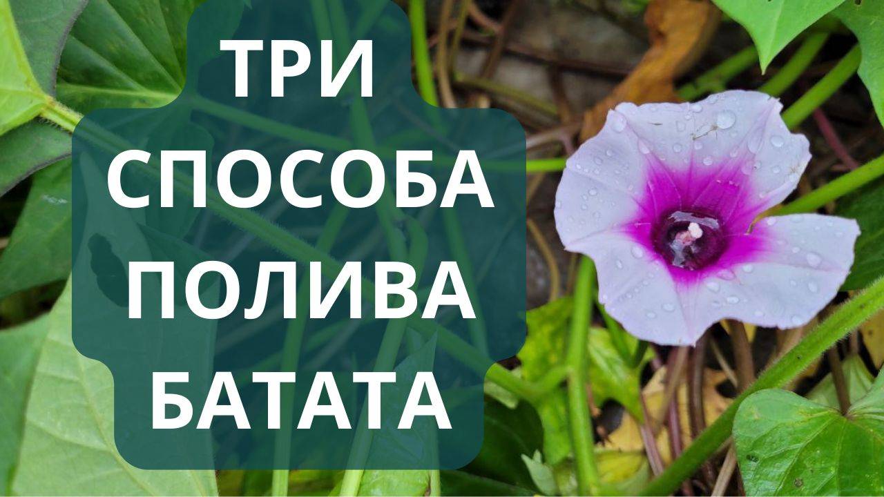 Три способа полива батата