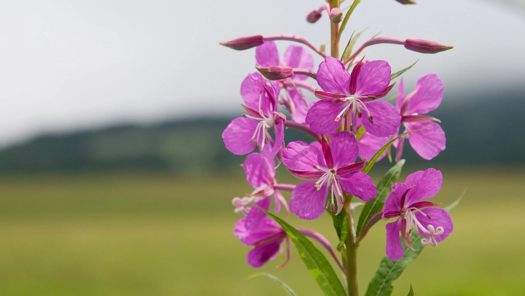 Пасьянс на желание