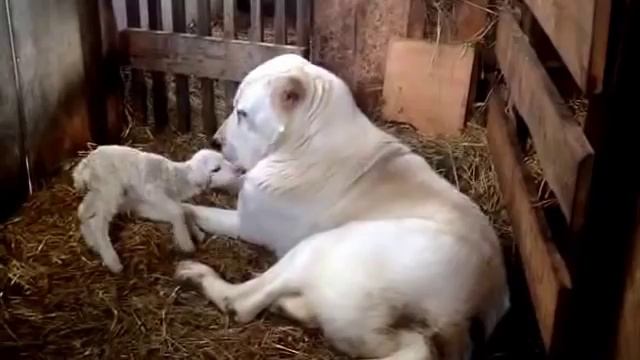 Грозный алабай опекает барашка