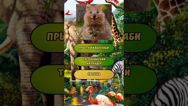 Короткая викторина "Угадай животное по фото" №2 / Тест на эрудицию