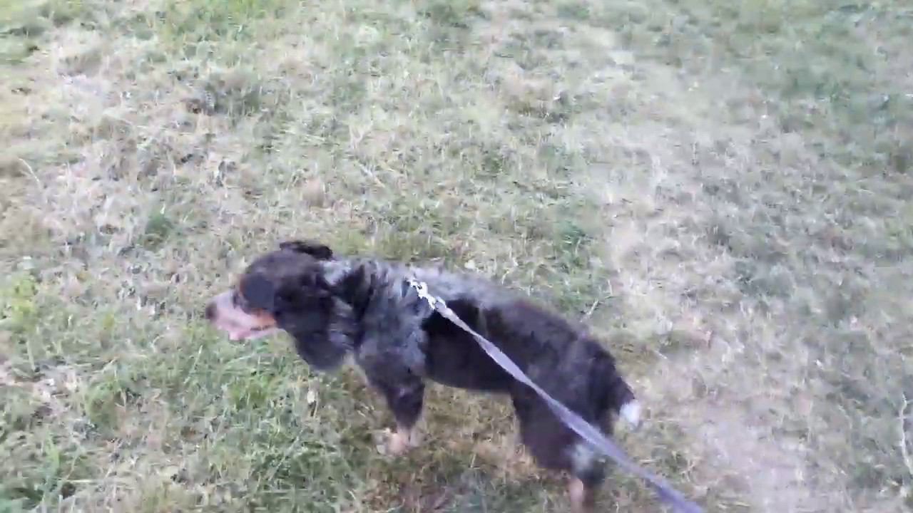 Идем в парк с Мартой. Русский охотничий спаниель