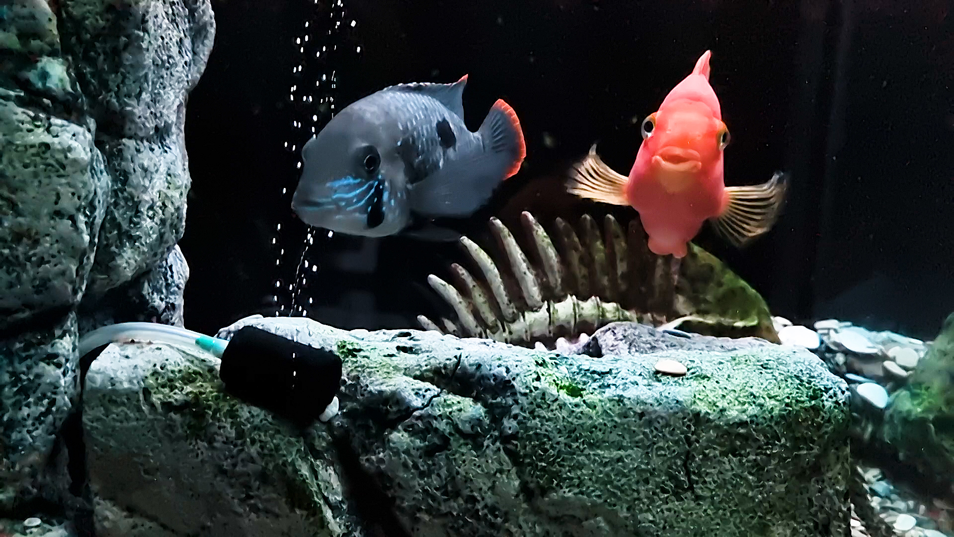 Мой аквариум - лето 2023