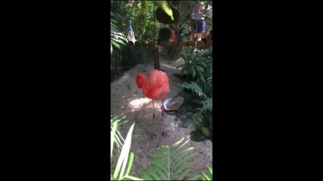 Сад бабочек на Ки Уэст, Южная Флорида, США