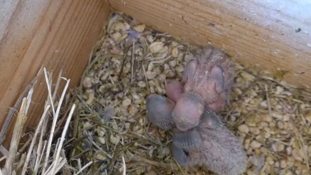 Птенцы от пары Масковых фиолет.