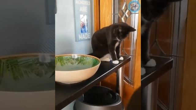 ПРИКОЛЫ С ЖИВОТНЫМИ _ Смешные коты _ Собаки _ Смешные животные.