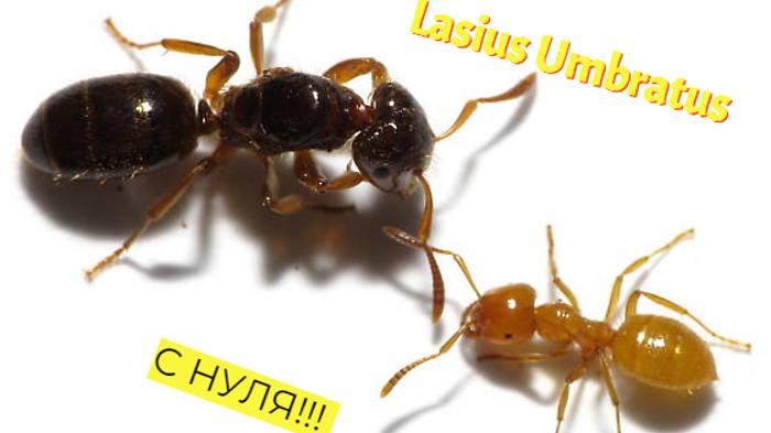 Lasius Umbratus Поднятие с нуля!
