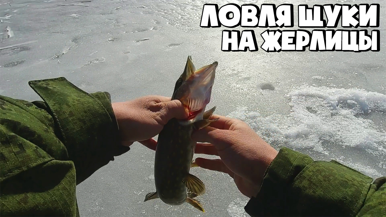 ЗАКРЫТИЕ СЕЗОНА ТВЕРДОЙ ВОДЫ! ЛОВЛЯ ЩУКИ НА ЖЕРЛИЦЫ