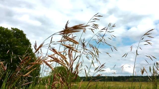 Пение соловья • Летнее поле • Звуки природы