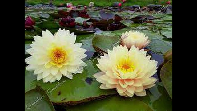 Can't Help Falling In Love.