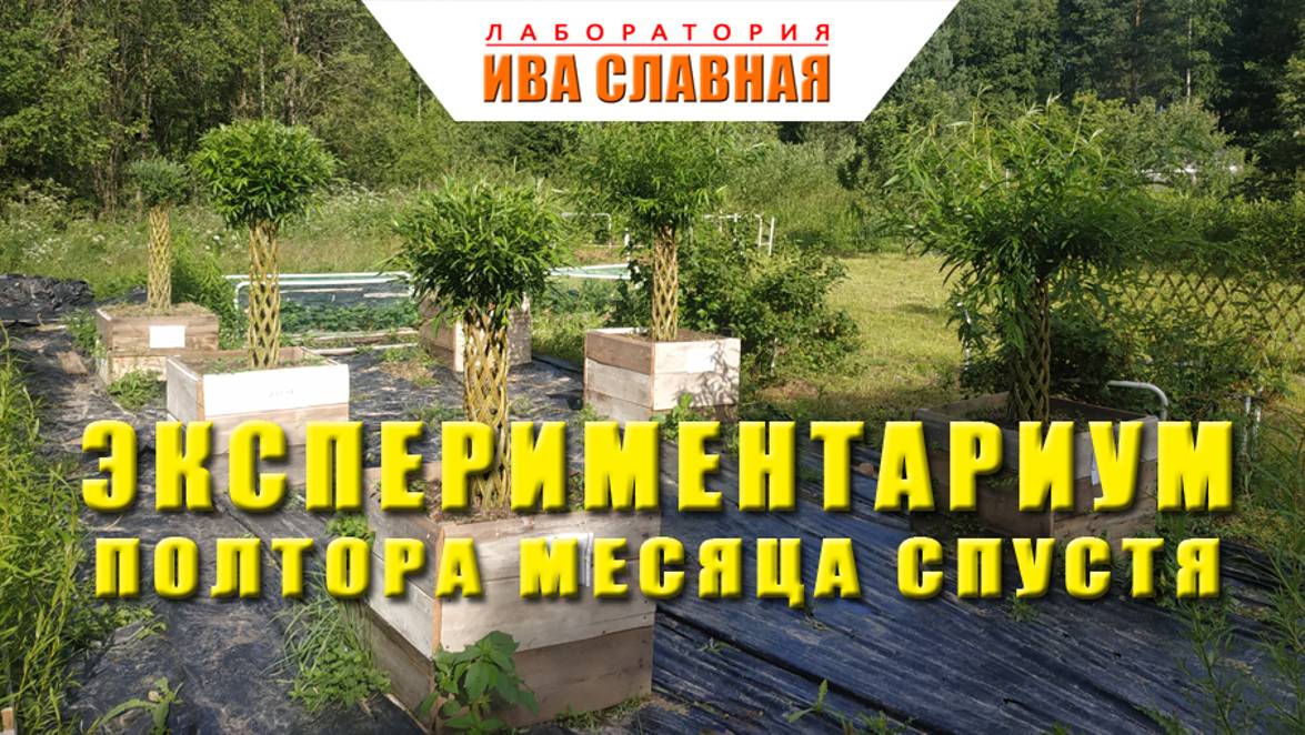 Лаборатория Ивы Славной: Экспериментариум. Полтора месяца спустя (26.06.2024)