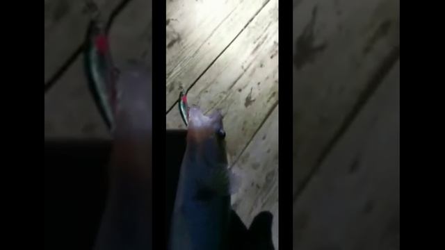 Ловля судака на воблер 55 мм (6,2 гр) от Mr. Musurok #shorts