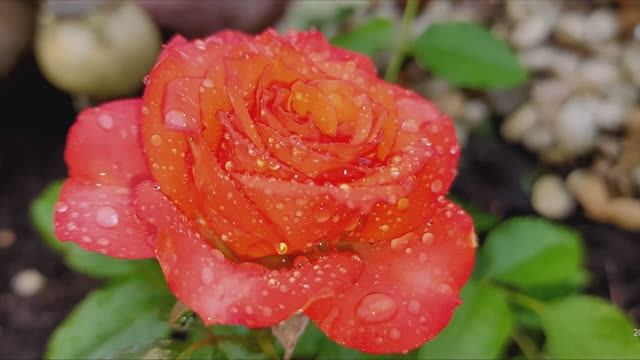 Алегрия, миниатюрная и обворожительная