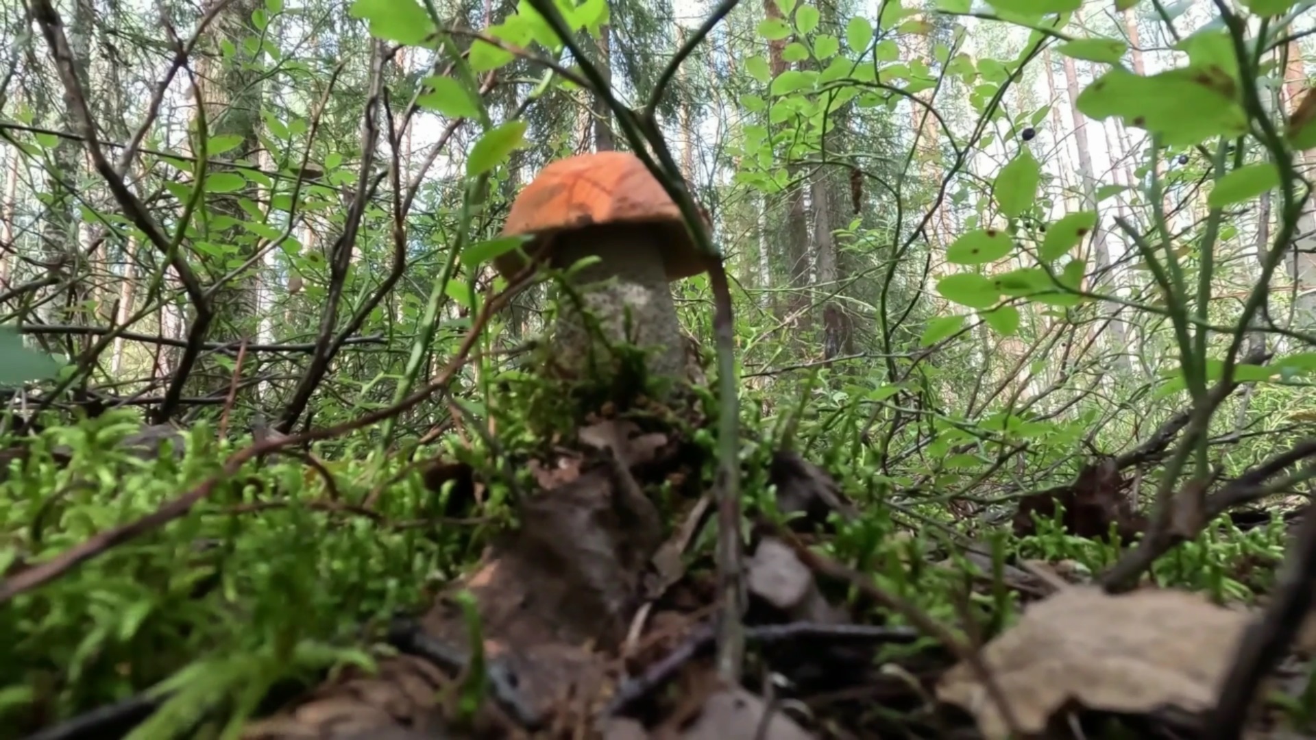 Сбор подосиновиков в лесу. Собирать такие грибы большое удовольствие