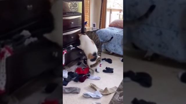 Всё, Васька! Нужно идти закупаться, нам носить нечего!