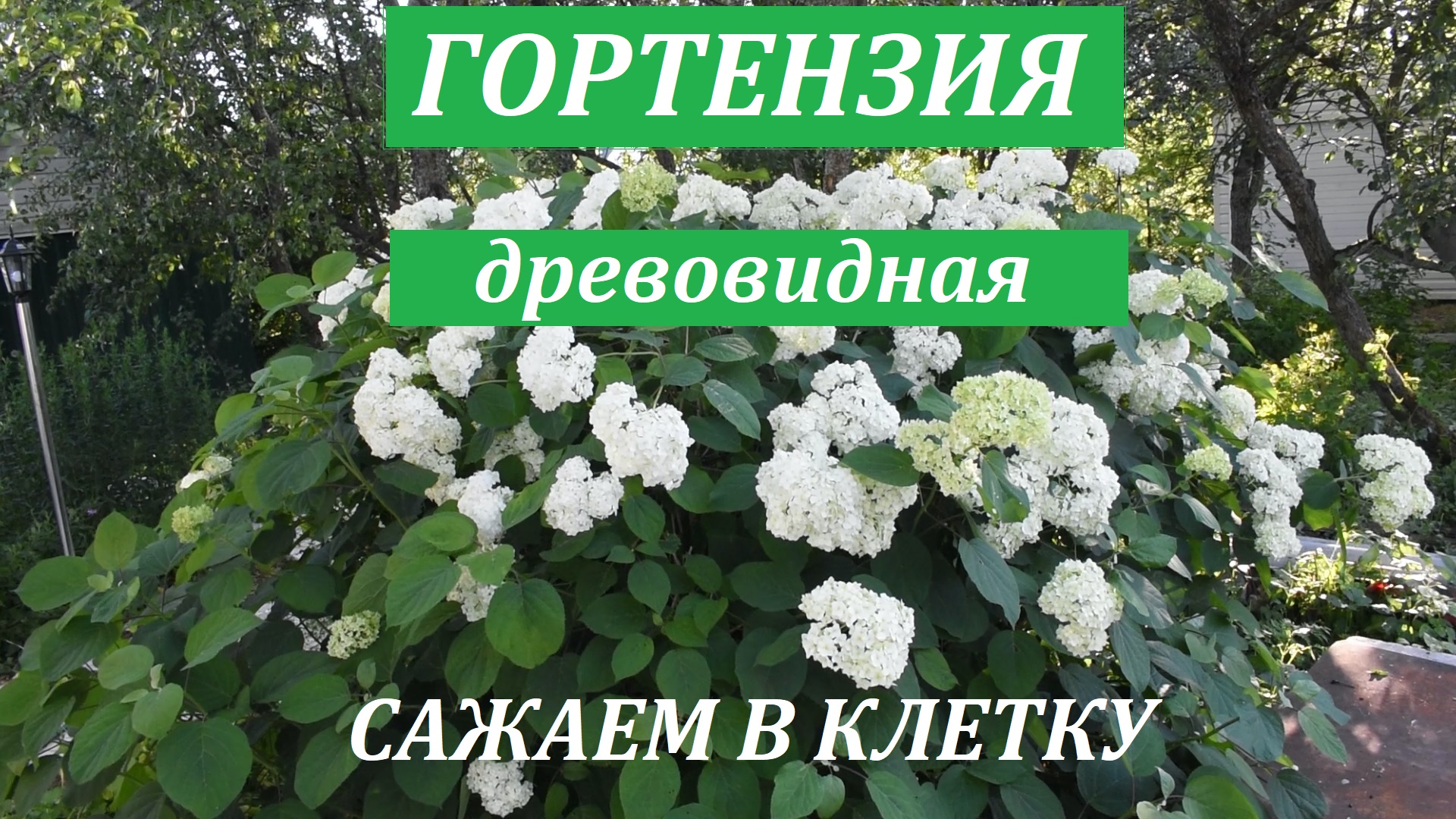 Сад и огород. Гортензия древовидная