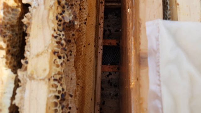 Борьба с клещем на пчелах