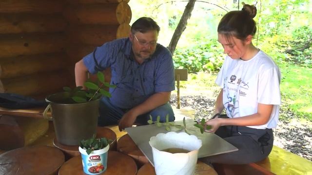 Черенкование