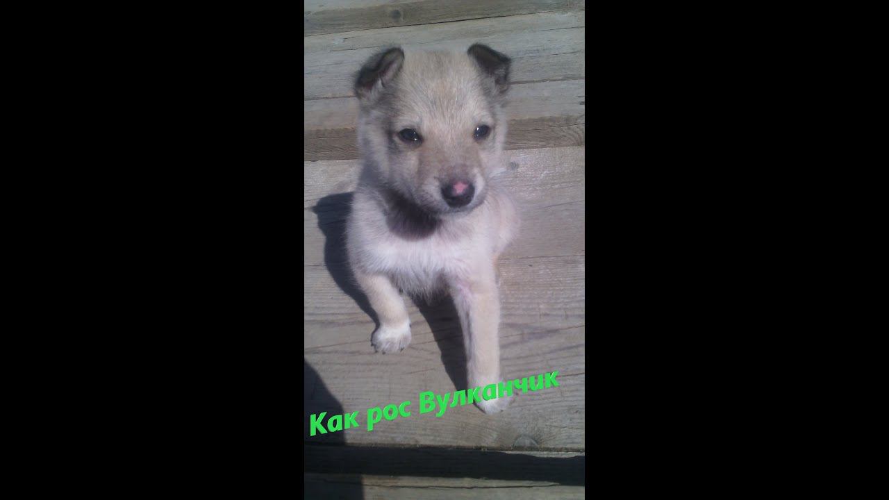 Как рос пёсик Вулканчик