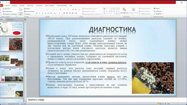 Диагностики клеща Тропи в пчелиной семье.