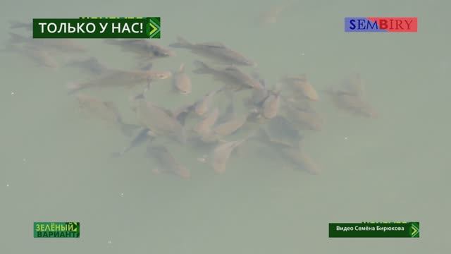 ЖИВОЙ МИР МОИМИ ГЛАЗАМИ №2. ЗЕЛЁНЫЙ ВАРИАНТ. Выпуск от 16.09.2018